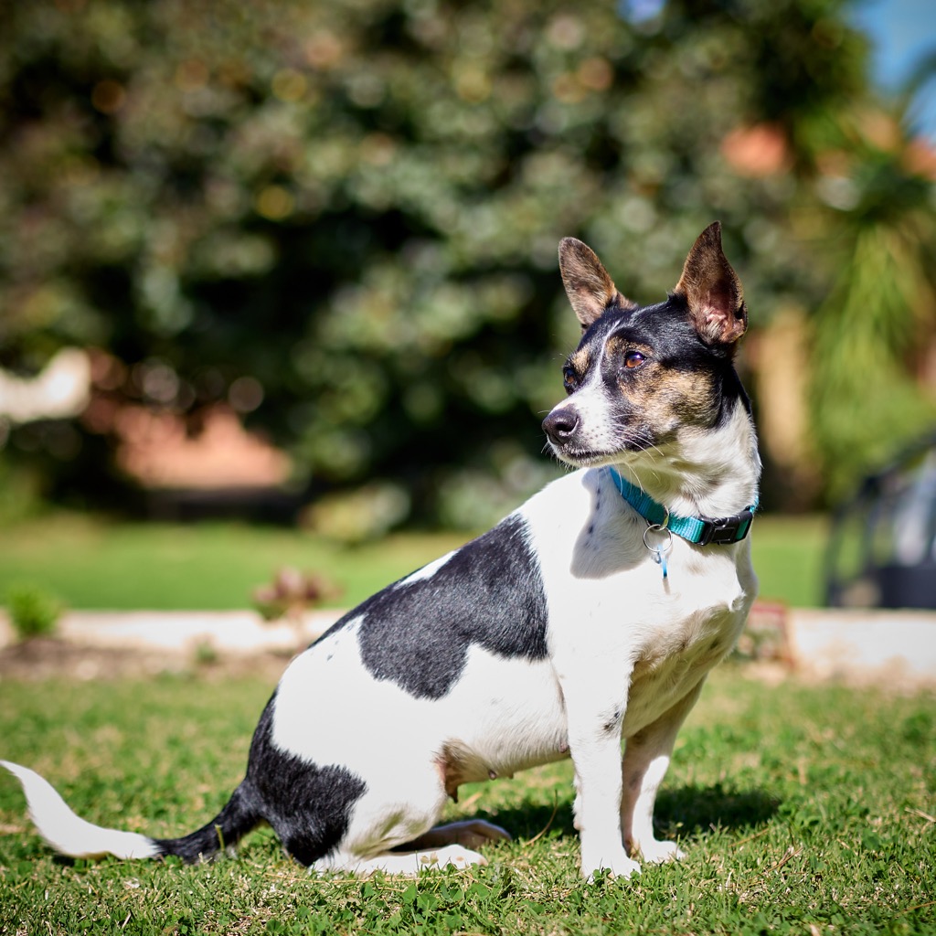 Sheba - Small Female Mixed Breed Dog in WA - PetRescue