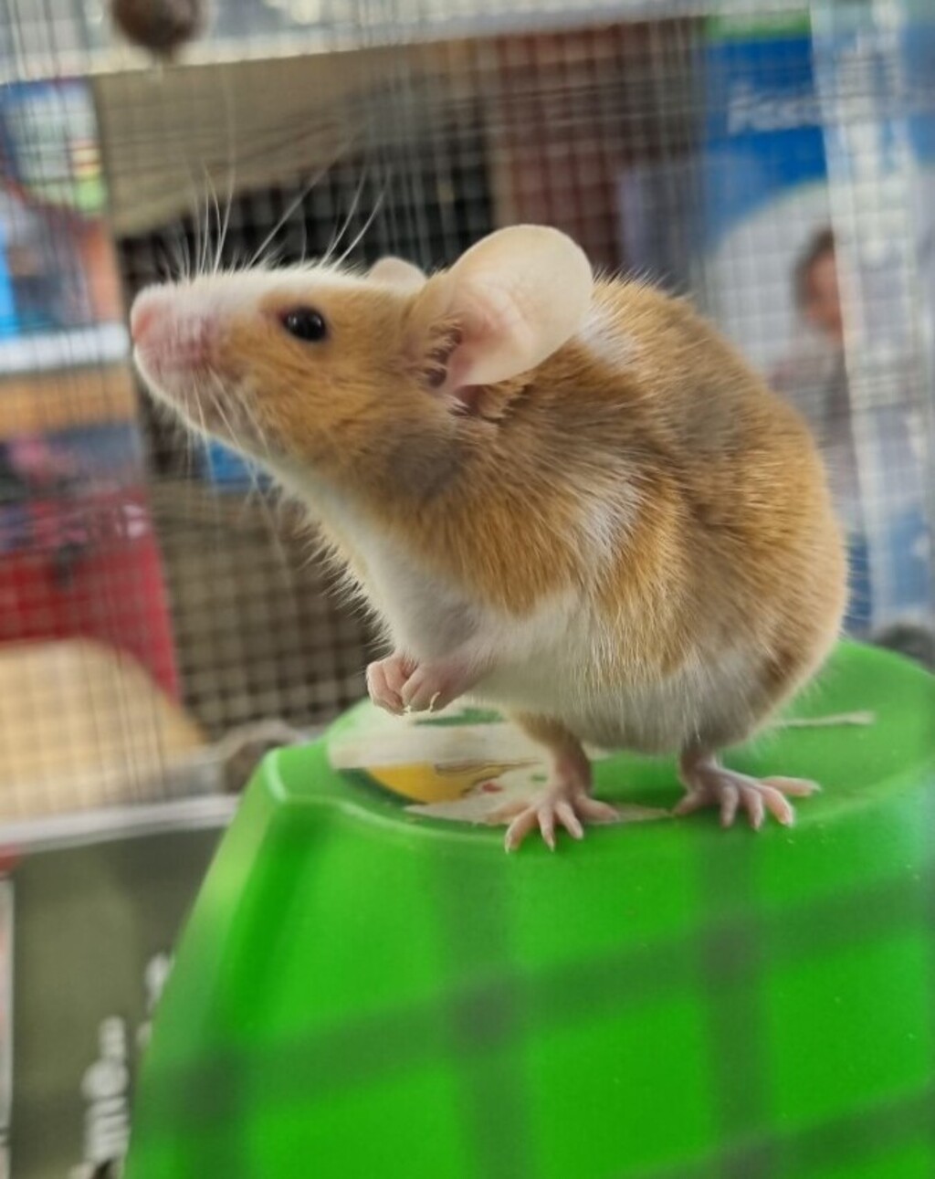 Scarlett - Female Mouse Mix Rodent in QLD - PetRescue