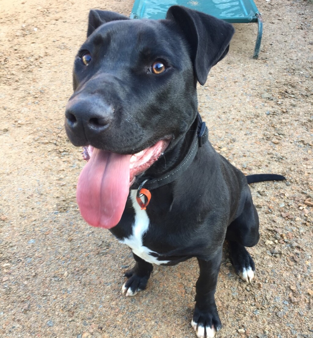MacK - Large Male Bull Arab x Labrador Mix Dog in VIC - PetRescue