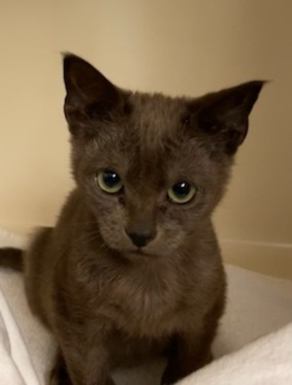 Murphy - Male Devon Rex Mix Cat in QLD - PetRescue