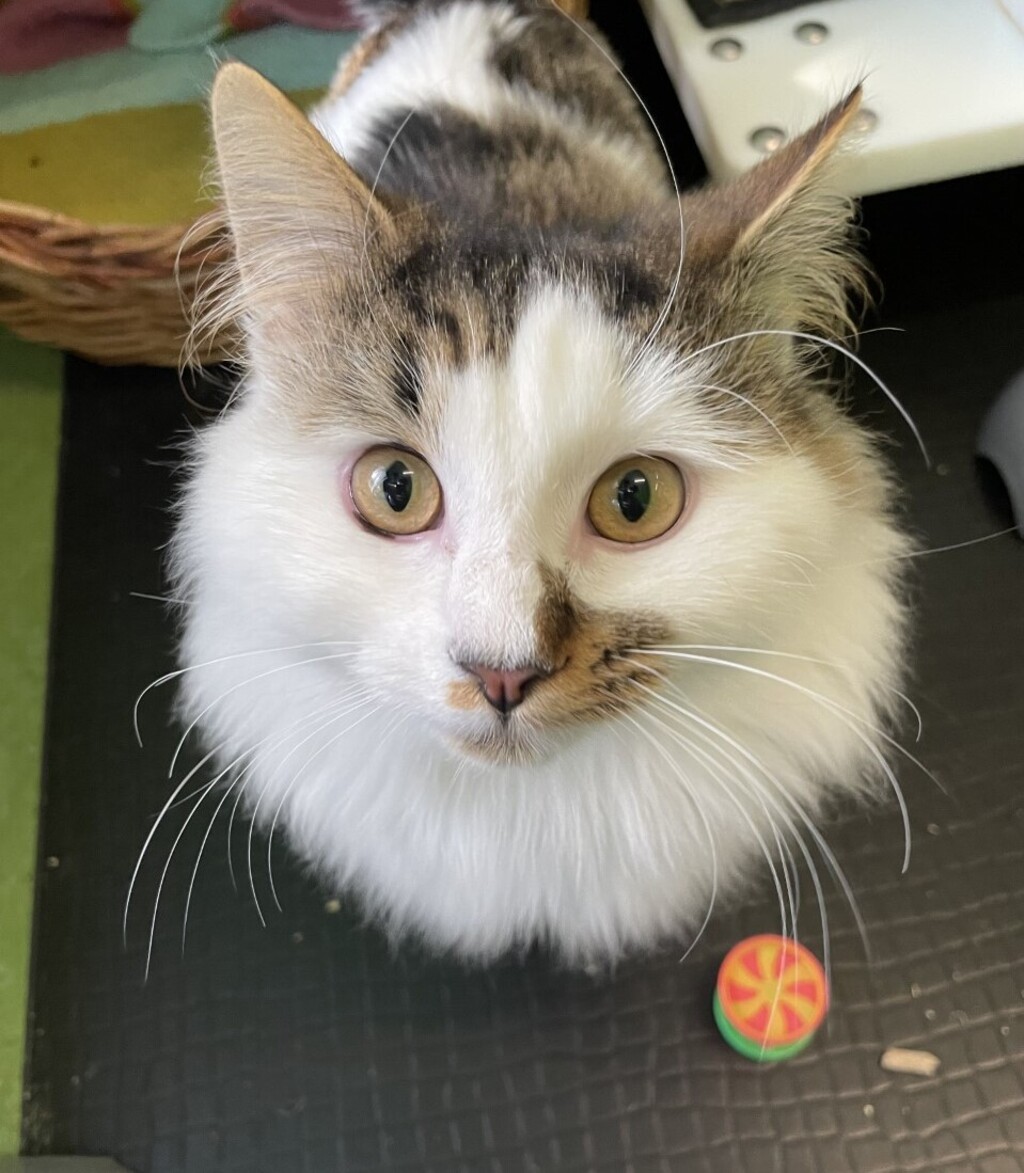 Akubra - Male Domestic Medium Hair Cat in VIC - PetRescue