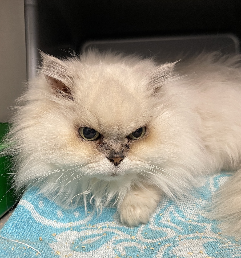Bella - Female Chinchilla Cat in VIC - PetRescue