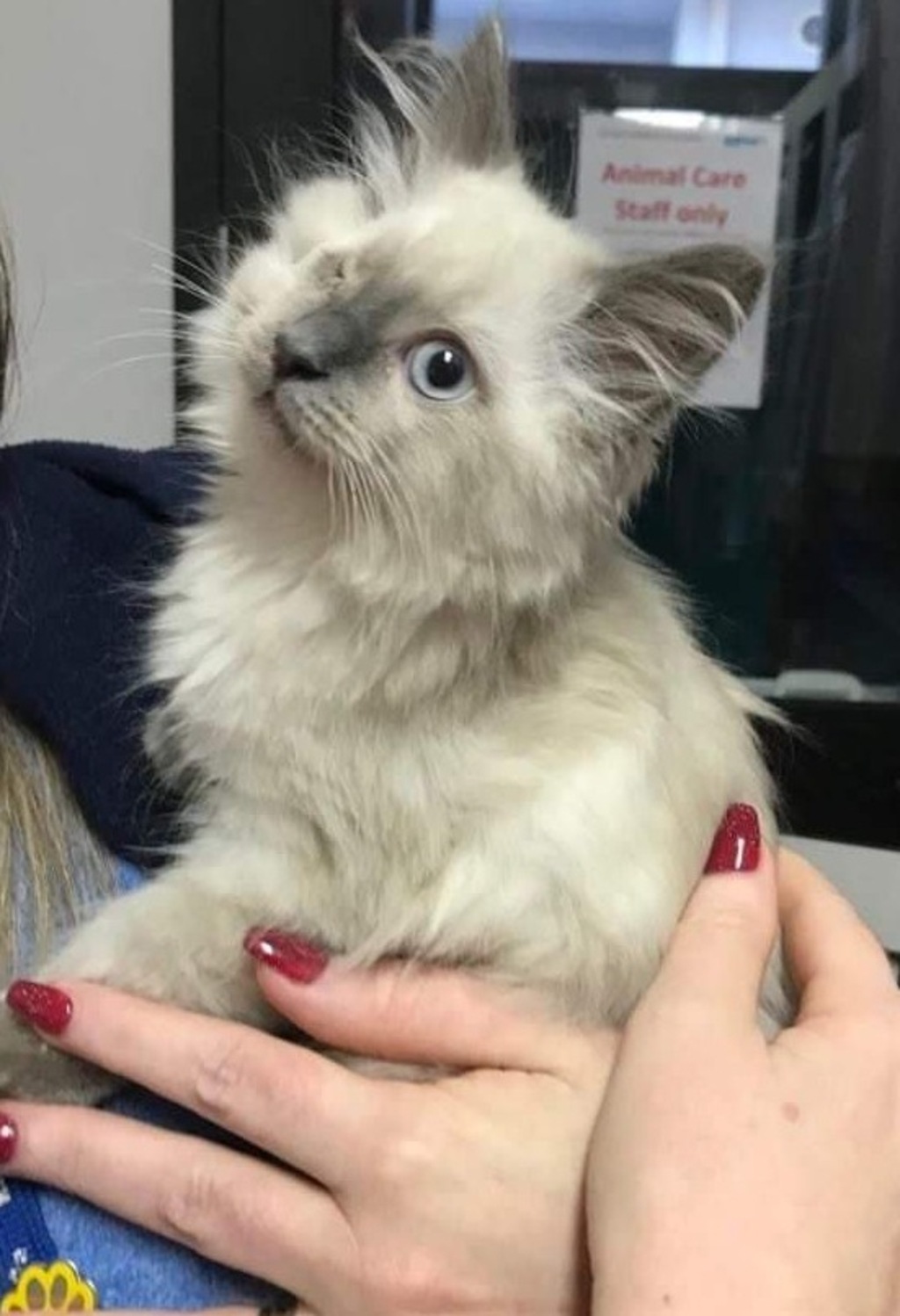 Gypsy - Female Ragdoll Mix Cat in QLD - PetRescue
