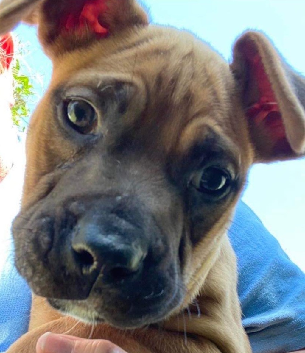 Rusty - Medium Male Bullmastiff x American Staffordshire Bull Terrier ...
