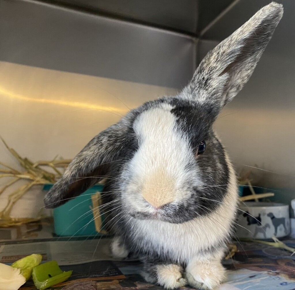 Brownie - Female Mini Lop Rabbit in VIC - PetRescue