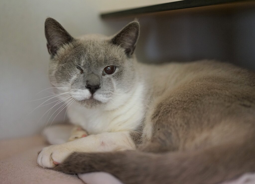 Otto - Male Layanese Mix Cat in QLD - PetRescue