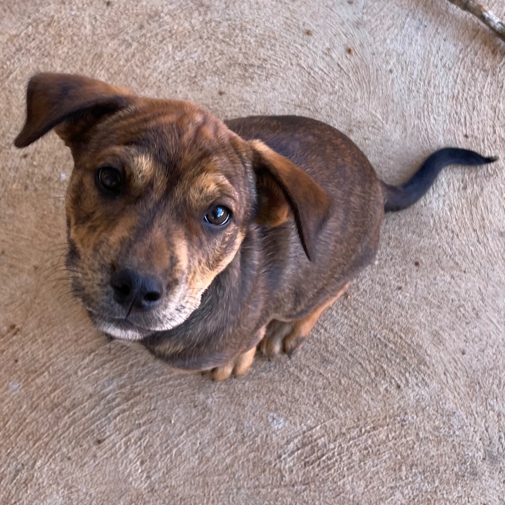 Falco - Medium Male Mixed Breed Mix Dog in WA - PetRescue