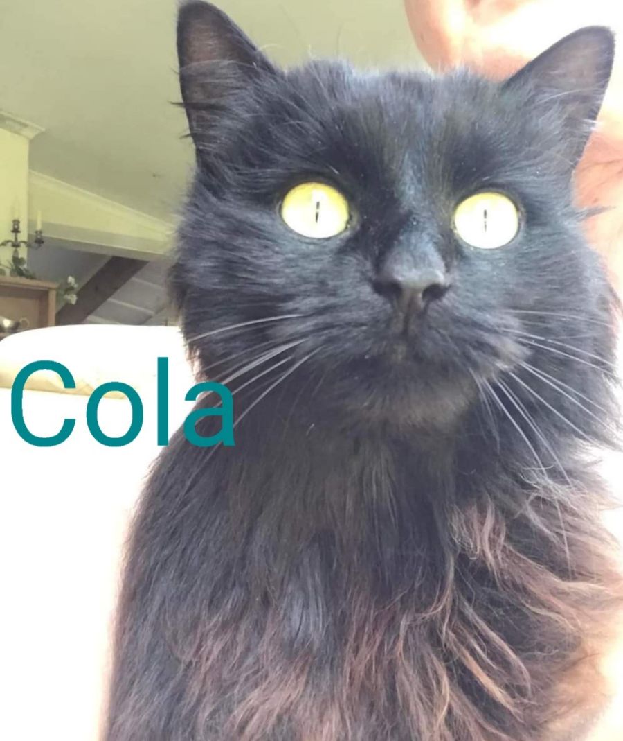 Cola - Female Domestic Long Hair Cat in SA - PetRescue