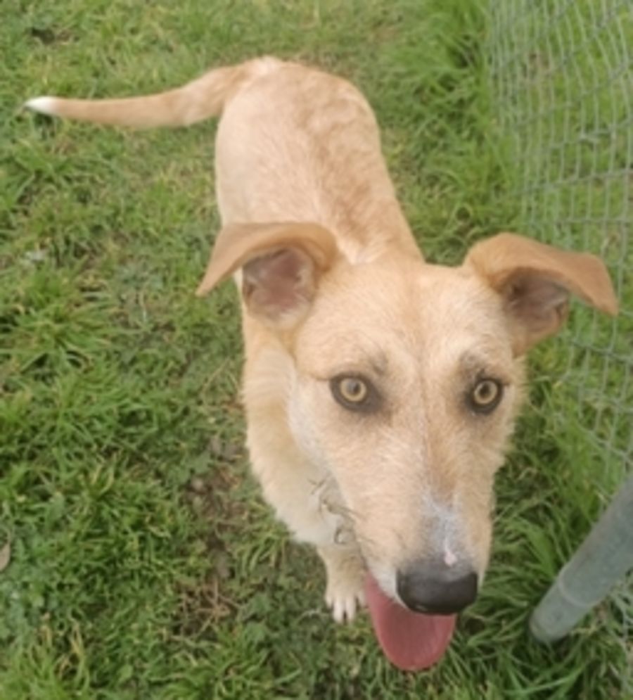 Millie - 57798 - Large Female Staghound Mix Dog in VIC - PetRescue