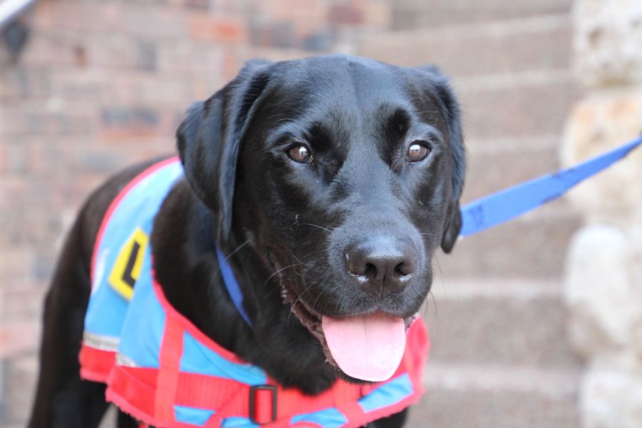 Chewy - Large Male Labrador Mix Dog in NSW - PetRescue