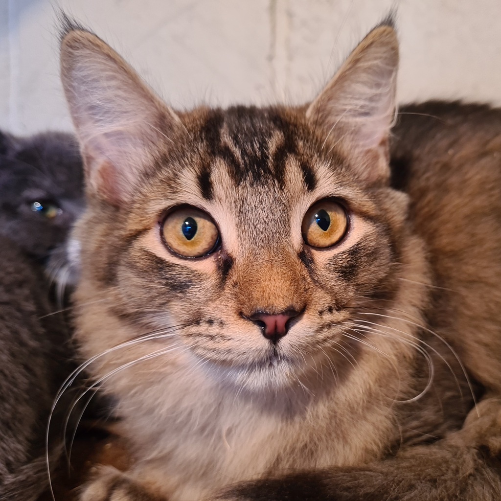 Hermes - Male Domestic Medium Hair Mix Cat in VIC - PetRescue