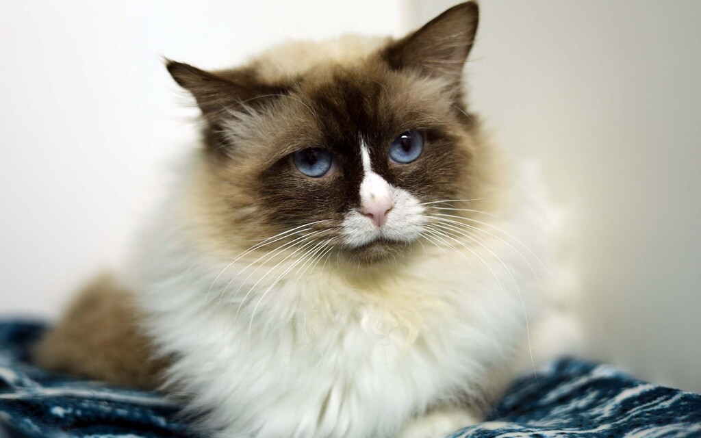 Grumpy Cat 2.0 - Male Ragdoll Mix Cat in VIC - PetRescue