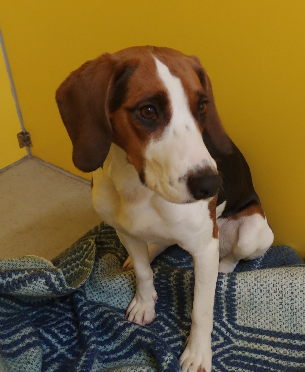 Charlotte - Medium Female Beagle x Harrier Mix Dog in VIC - PetRescue