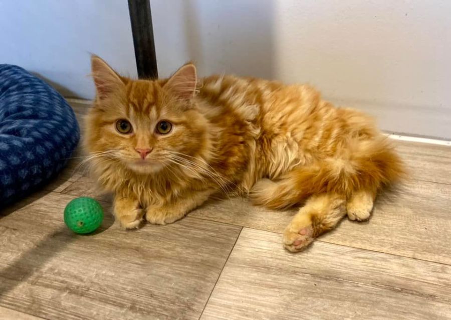 Augie**2nd Chance Cat Rescue** - Male Domestic Long Hair Cat in VIC ...