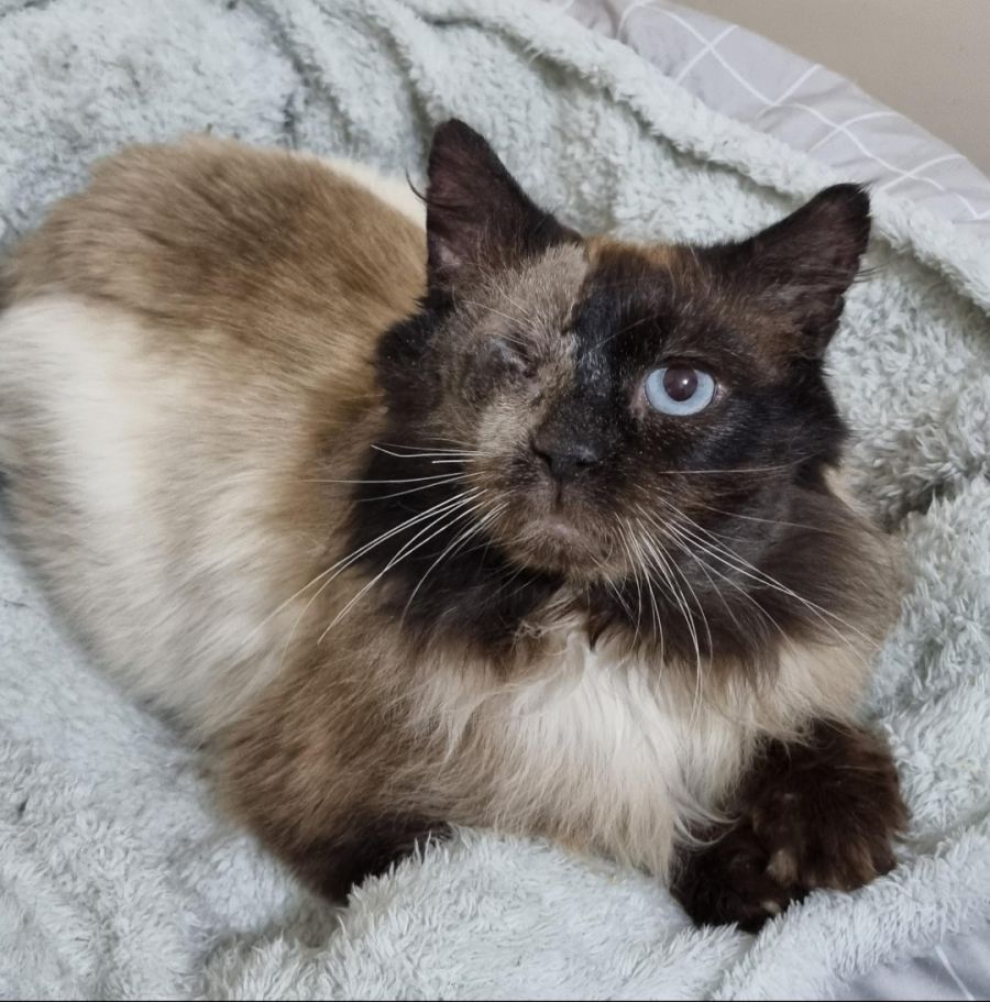 Willy - Male Ragdoll Cat in VIC - PetRescue