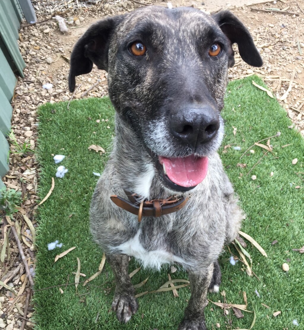 Billie - Medium Female Irish Wolfhound x Staghound Mix Dog in VIC ...