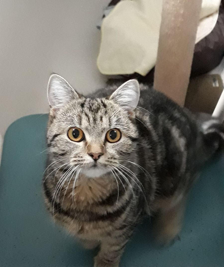 Amber - Female Scottish Fold x Domestic Short Hair Mix Cat in VIC ...