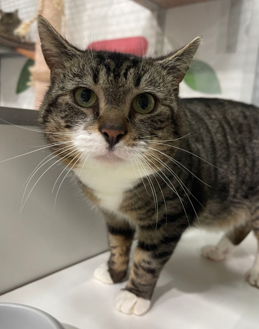 Lenny - Male Domestic Short Hair Cat in VIC - PetRescue