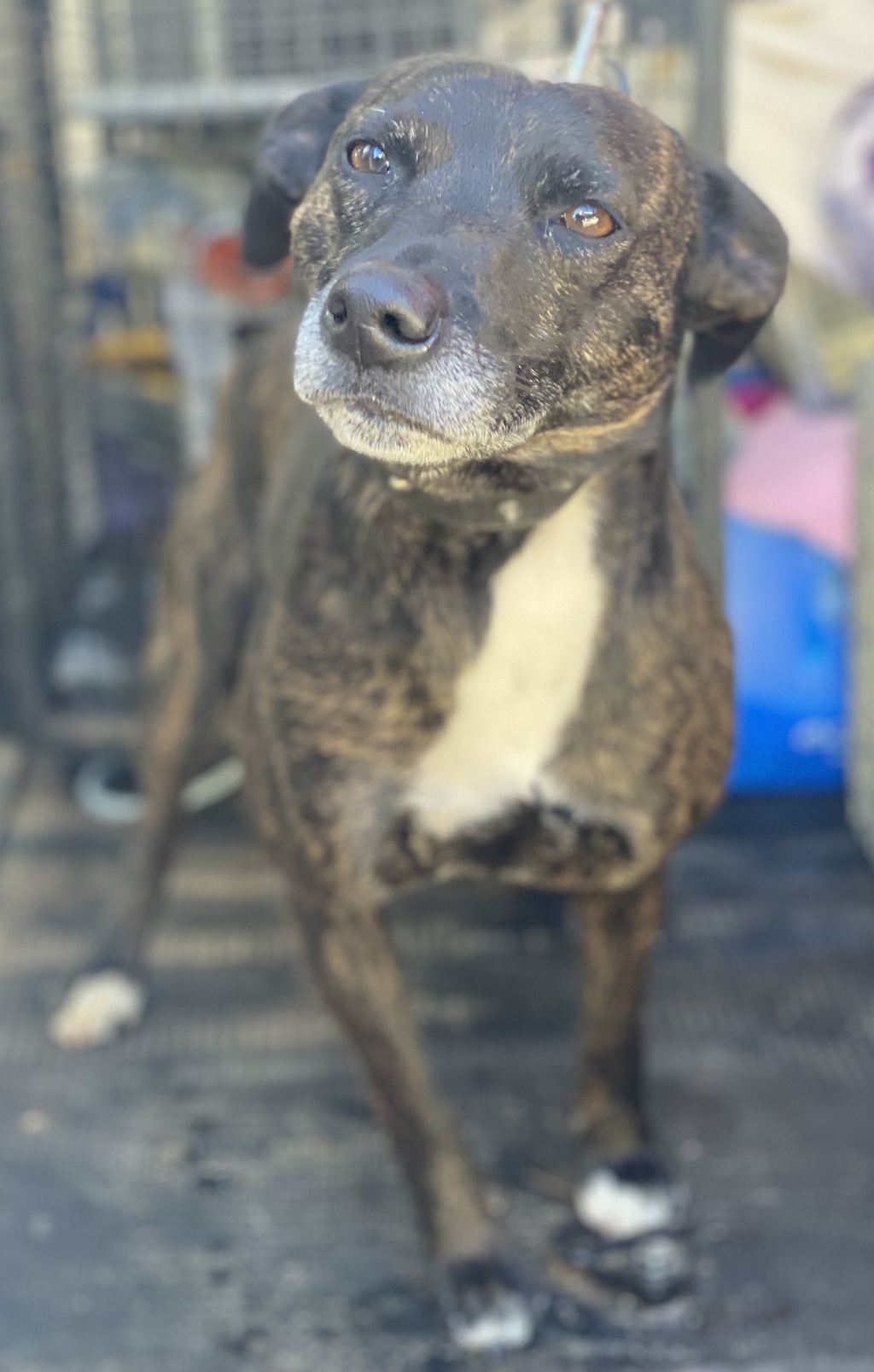 Serene - Medium Female Staffordshire Bull Terrier x Whippet Mix Dog in ...
