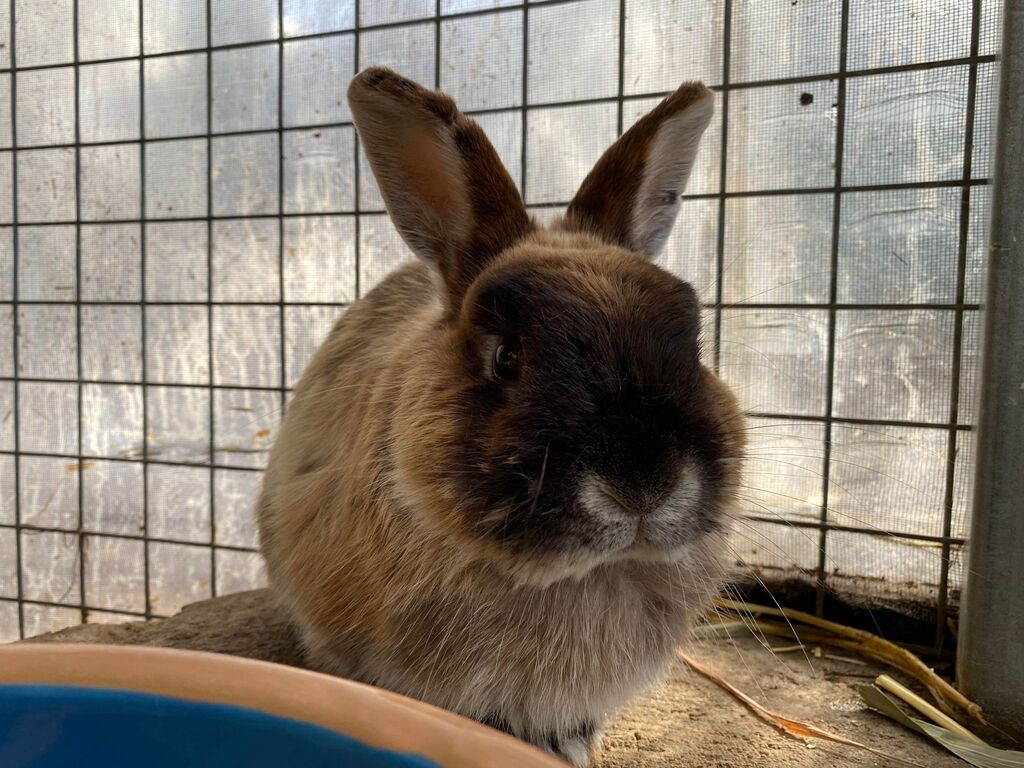 Mars Bar - Male Bunny Rabbit Mix Rabbit in ACT - PetRescue