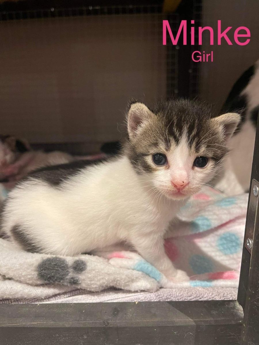 Minke - Female Domestic Short Hair Cat in NSW - PetRescue