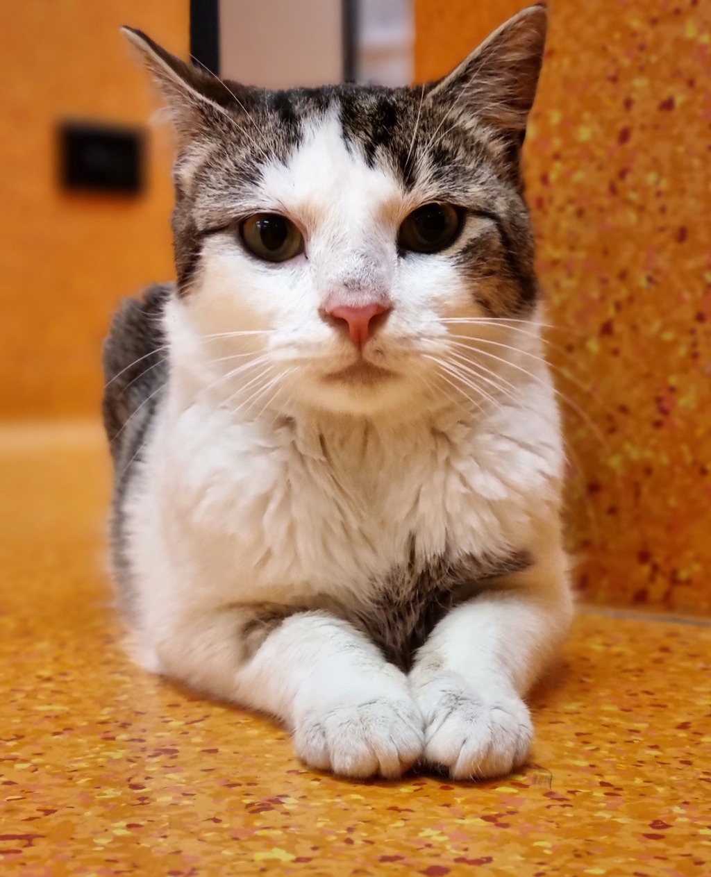 Pyke - Male Domestic Short Hair Mix Cat in QLD - PetRescue