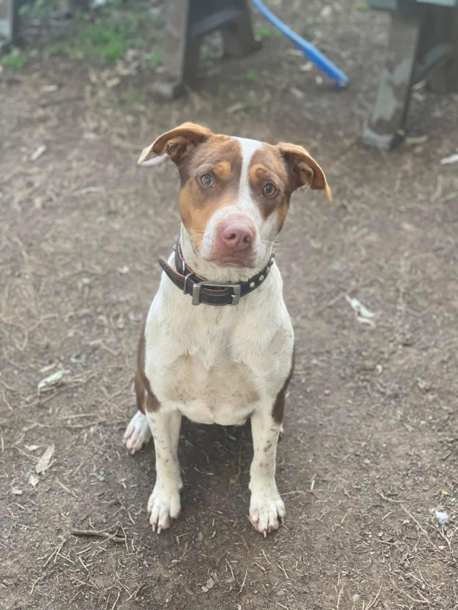 Chelsea - Medium Female Staffordshire Bull Terrier Mix Dog in NSW ...