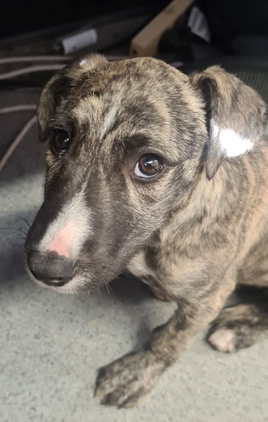 Nuttz - Medium Female Staghound Mix Dog in NSW - PetRescue