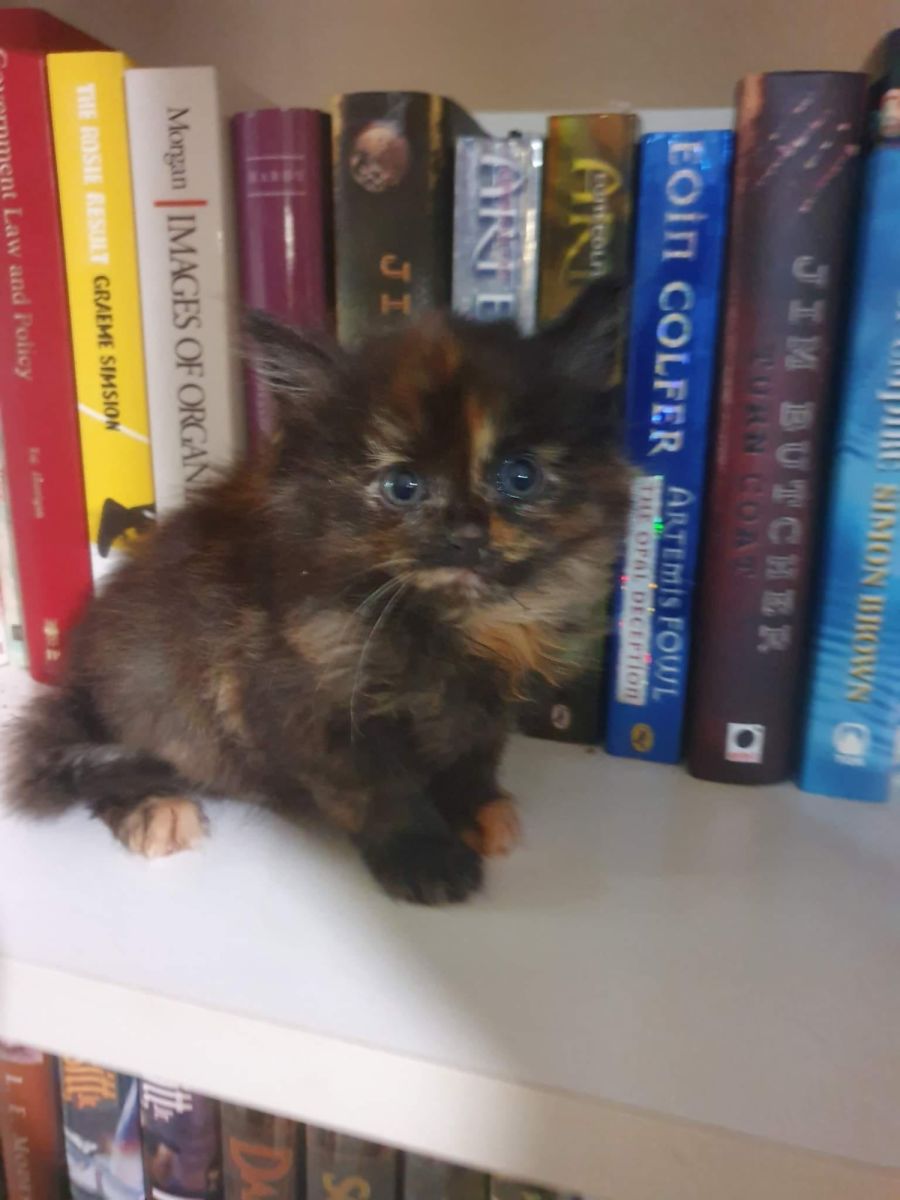 Tizzy - Female Domestic Medium Hair Cat in QLD - PetRescue