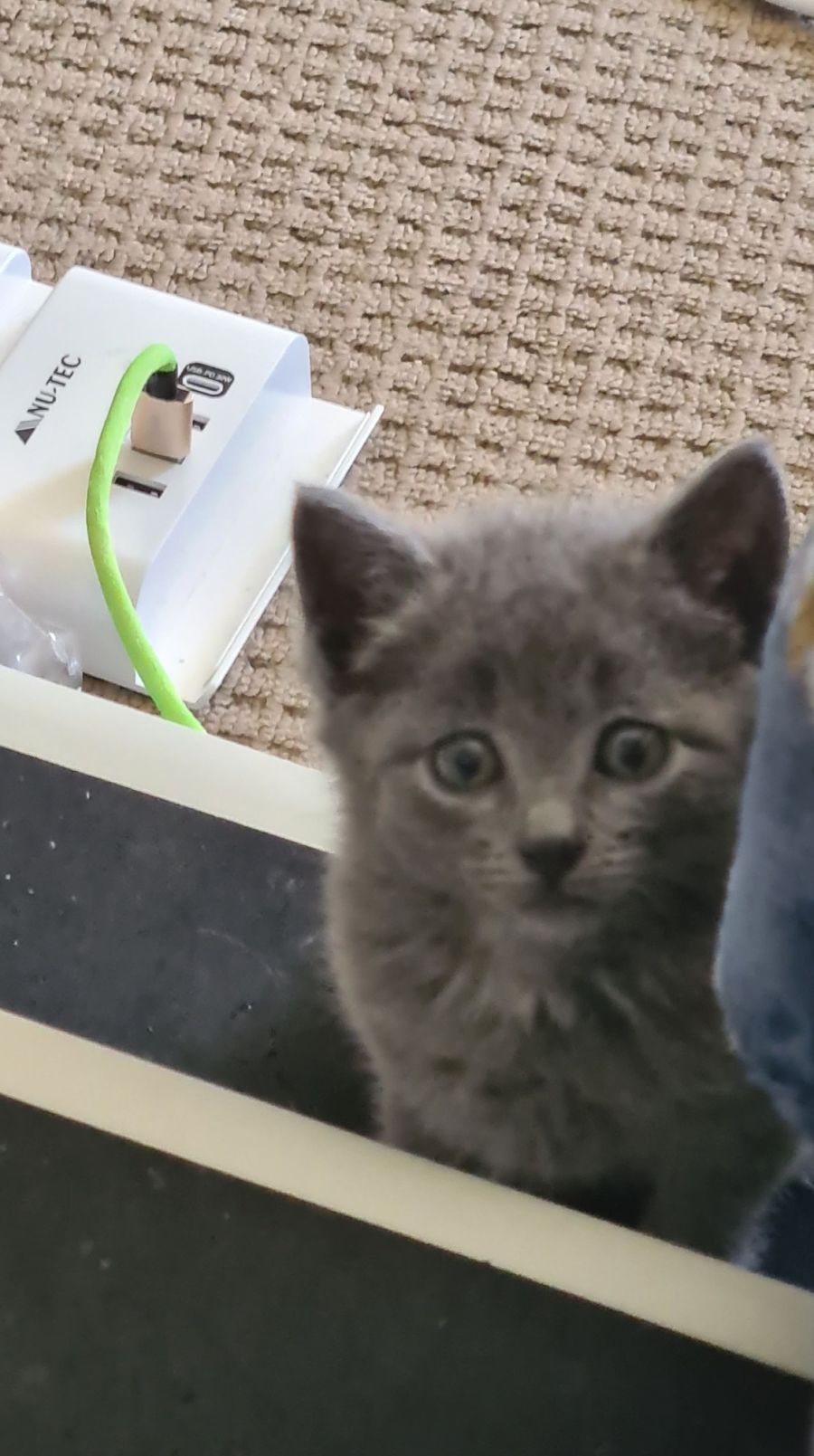 Toots - Female Russian Blue Mix Cat in QLD - PetRescue