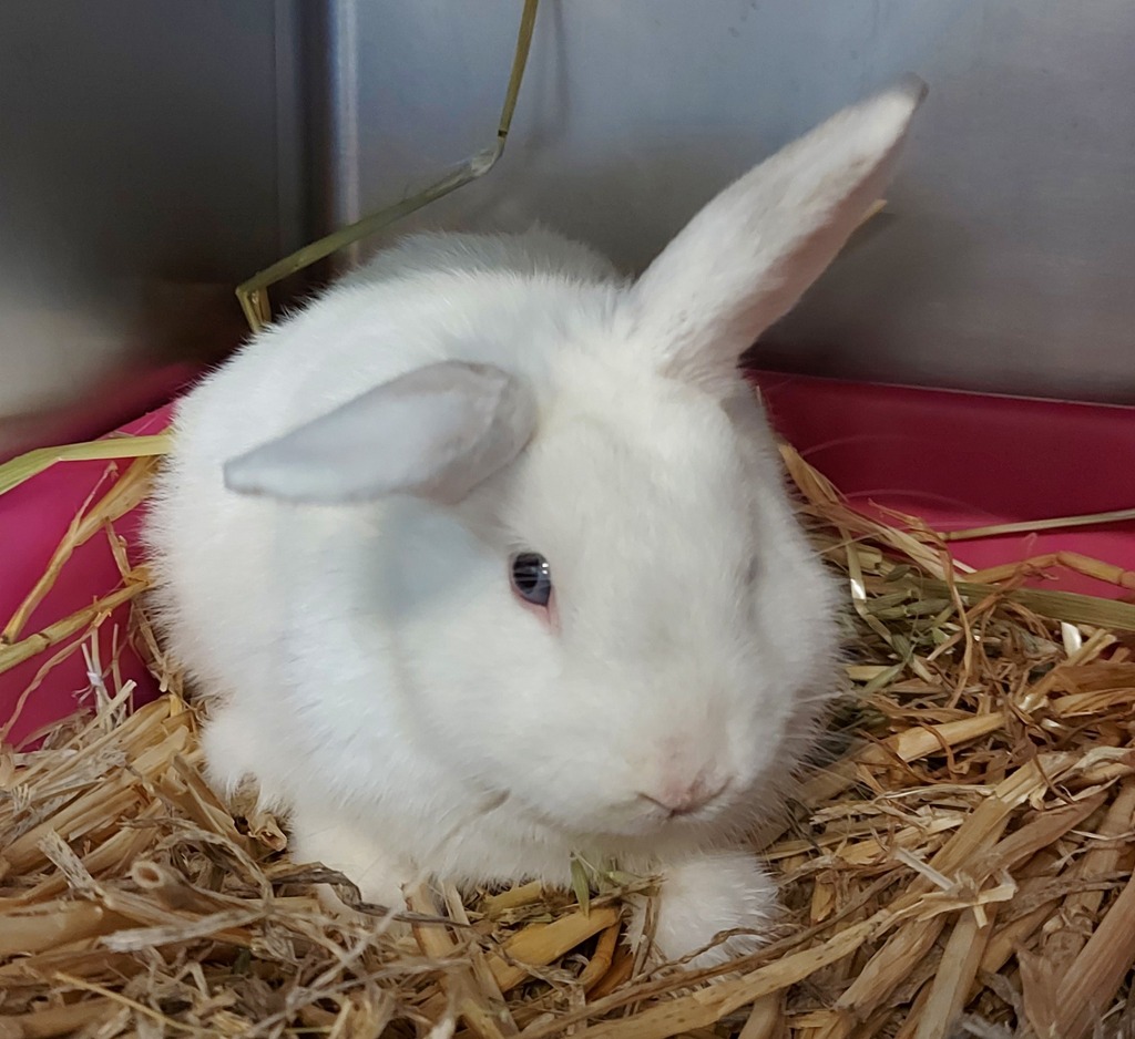 Dragonfly - Male White Vienna Rabbit in VIC - PetRescue