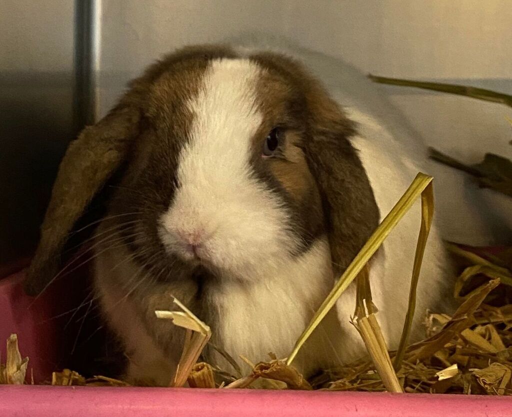 Milo - Female Holland Lop Mix Rabbit in VIC - PetRescue