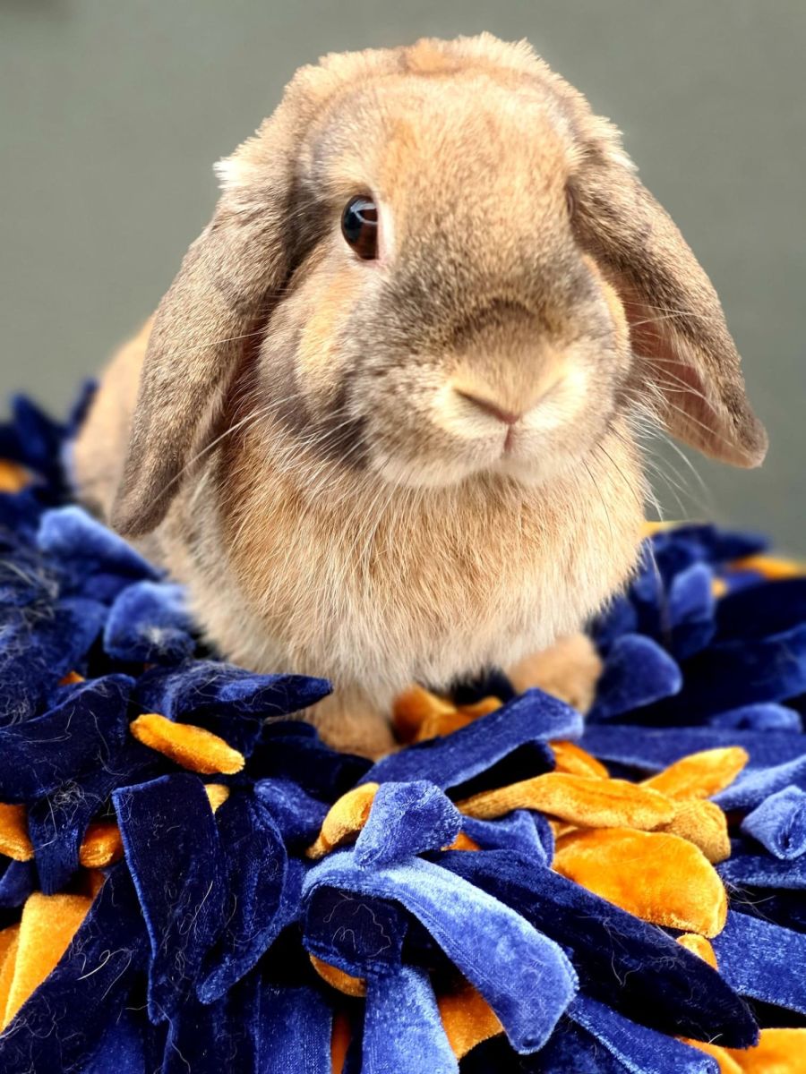 Bobby - Male Lop Eared Rabbit in VIC - PetRescue