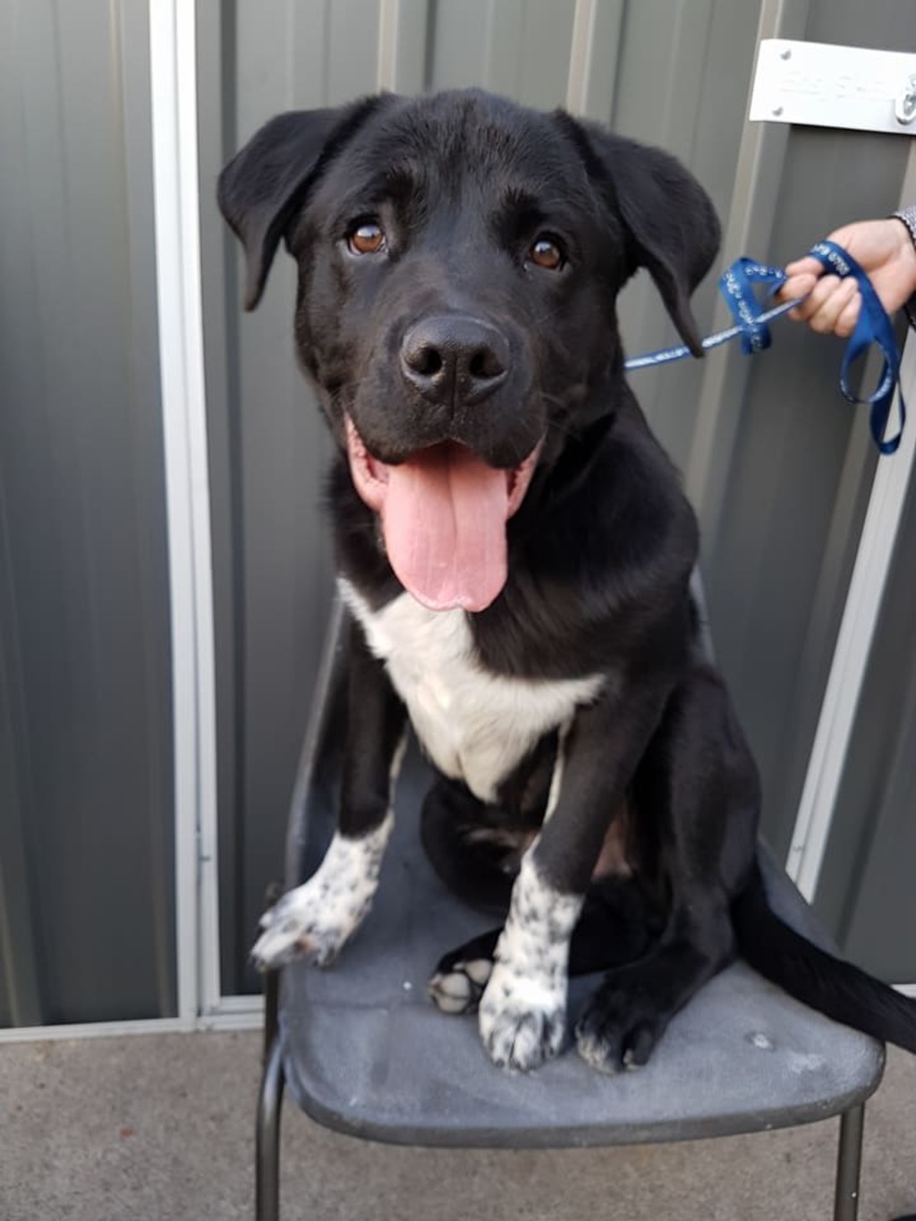 Jackson - Large Male Border Collie x Rottweiler Mix Dog in VIC - PetRescue