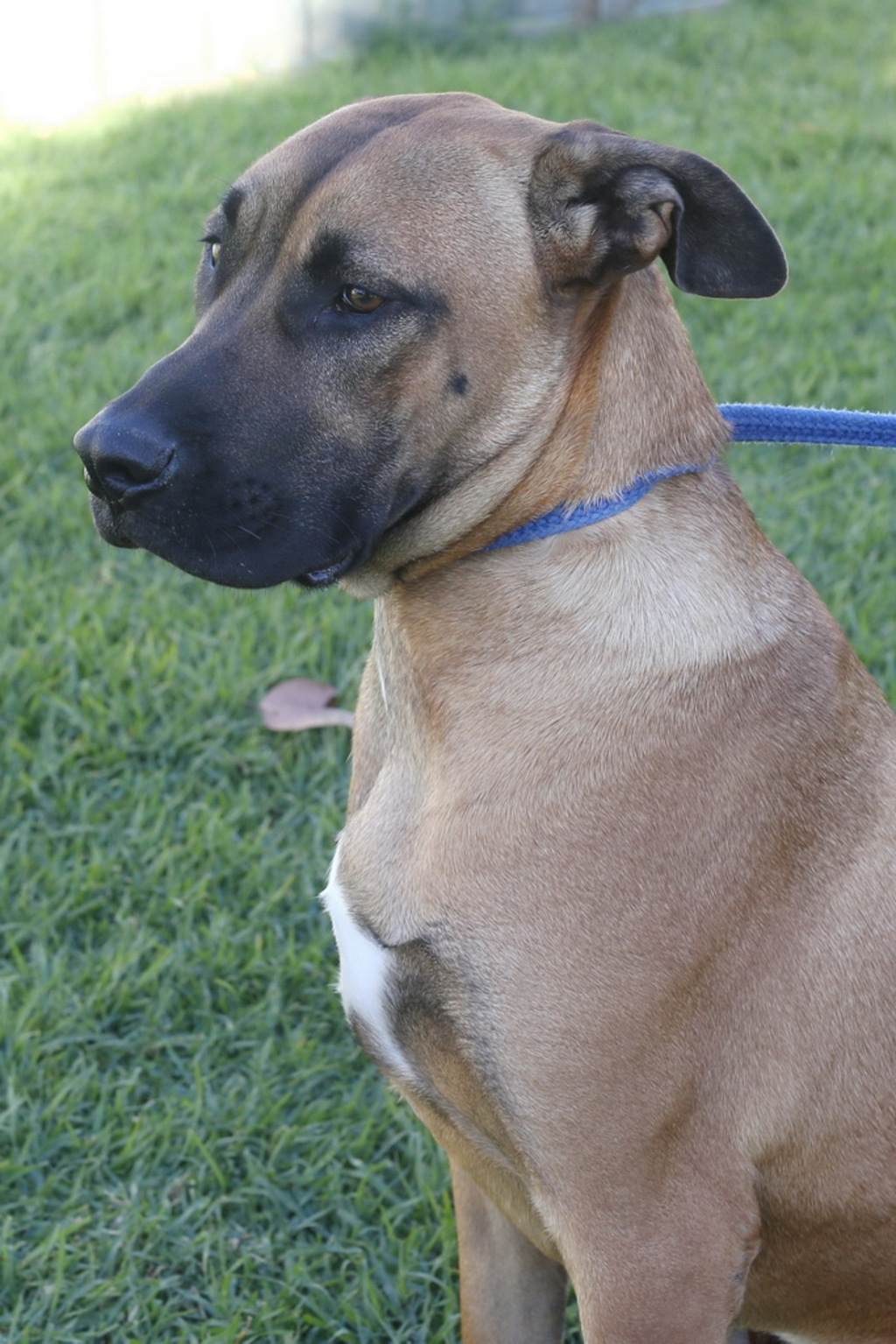 Hank - Large Male Mastiff x Rhodesian Ridgeback Mix Dog in NSW - PetRescue
