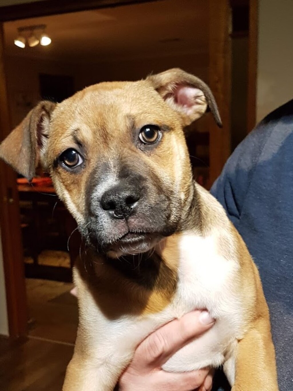 Julius Now Benji - Large Male Mastiff x Siberian Husky Mix Dog in VIC ...