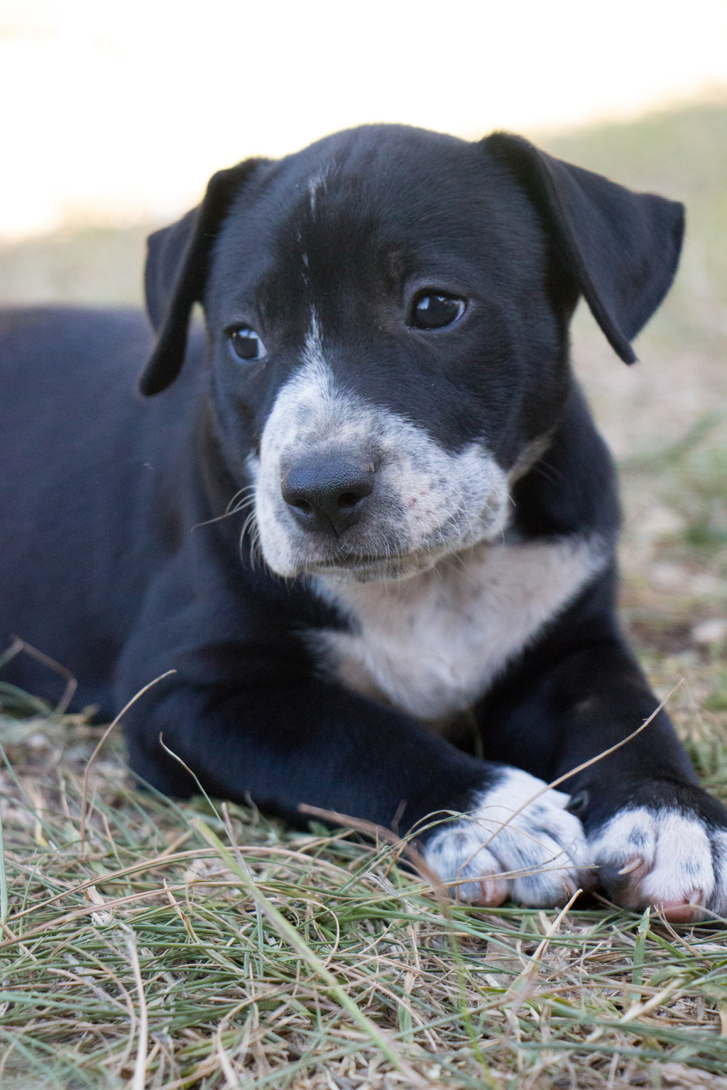 Luna - Small Female Pointer x American Staffi Mix Dog in NSW - PetRescue