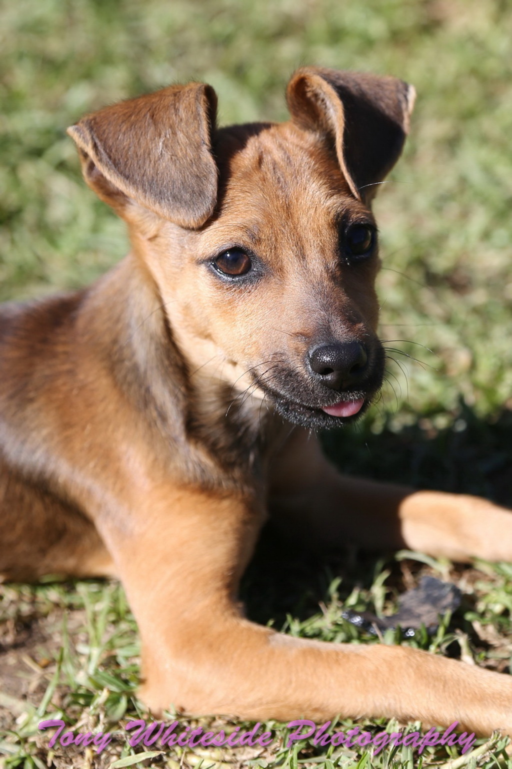 Eleanor - Small Female Dachshund x Mini Foxie Mix Dog in NSW - PetRescue