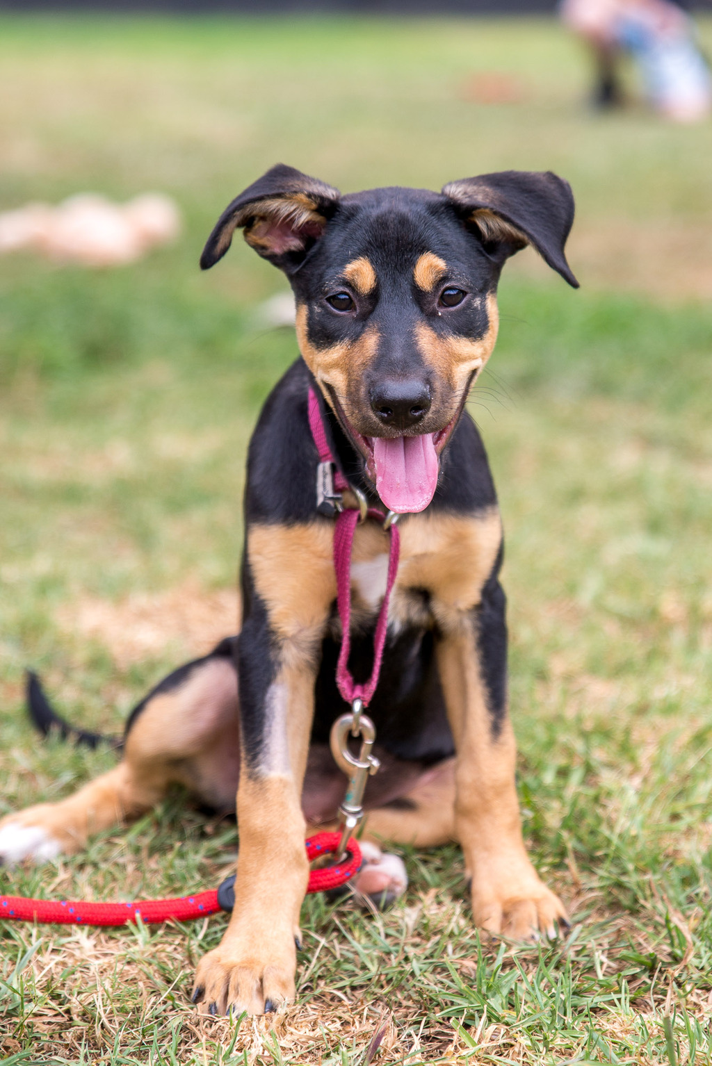 Dora - Medium Female Kelpie x Rhodesian Ridgeback Mix Dog in NSW ...