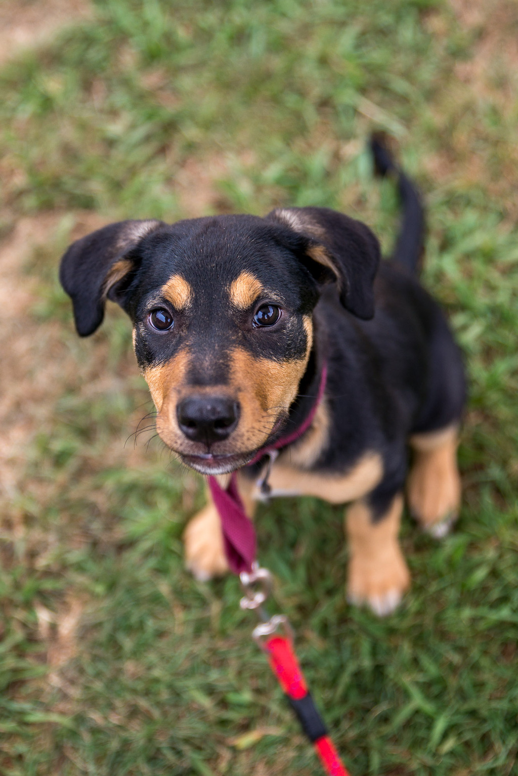 Peppa - Medium Female Kelpie x Rhodesian Ridgeback Mix Dog in NSW ...