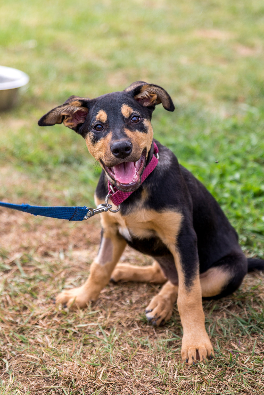 Nina - Medium Female Kelpie x Rhodesian Ridgeback Mix Dog in NSW ...