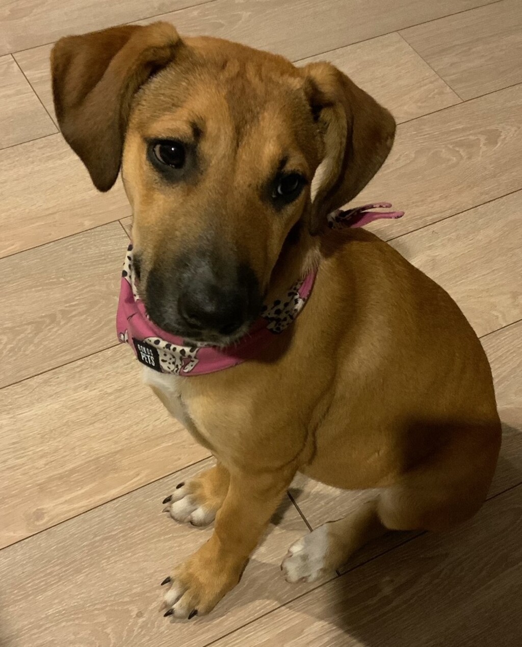 Toffee - Large Female Border Collie x Rhodesian Ridgeback Mix Dog in ...