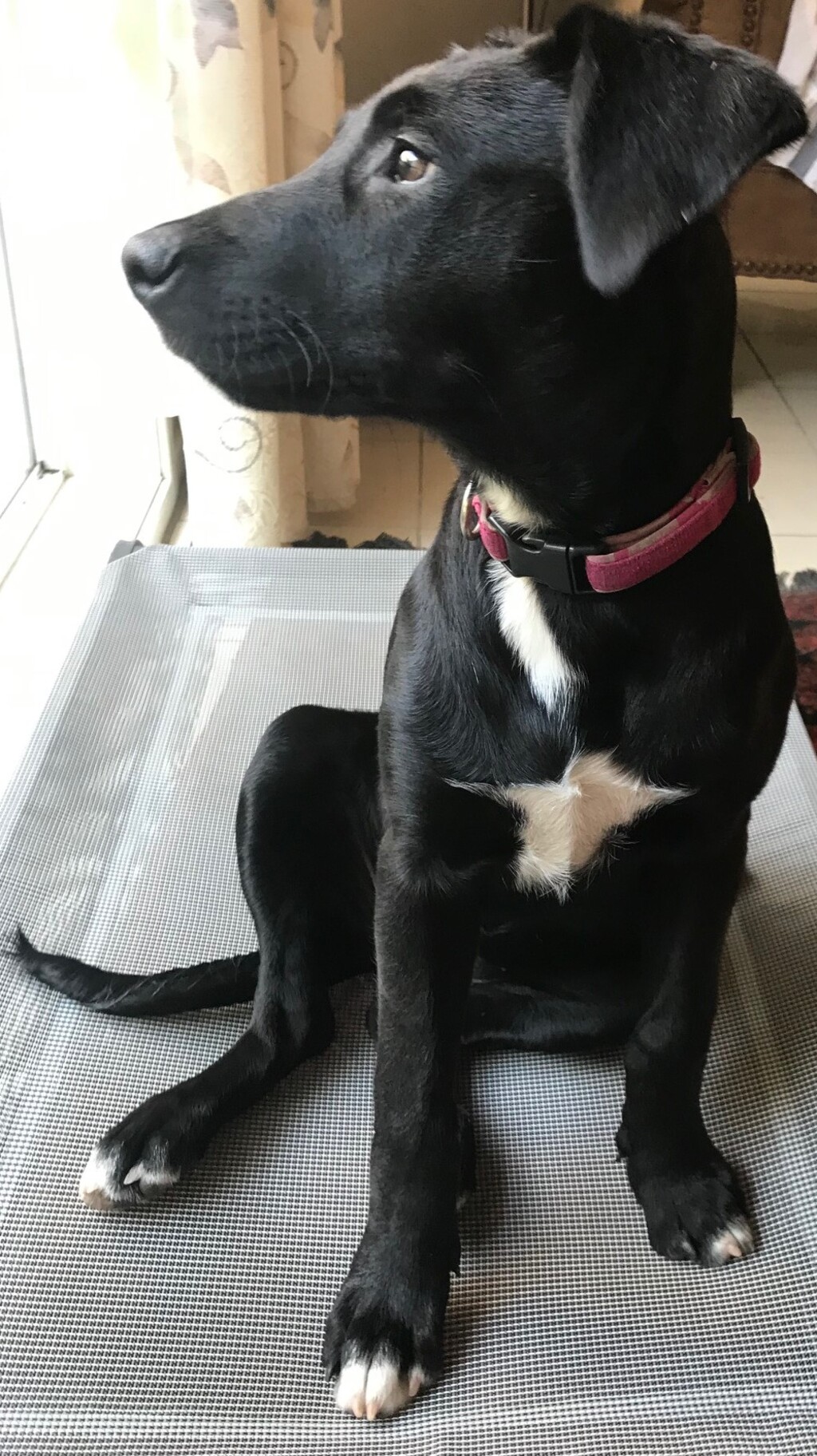 Tadpole - Large Female Border Collie x Rhodesian Ridgeback Mix Dog in ...