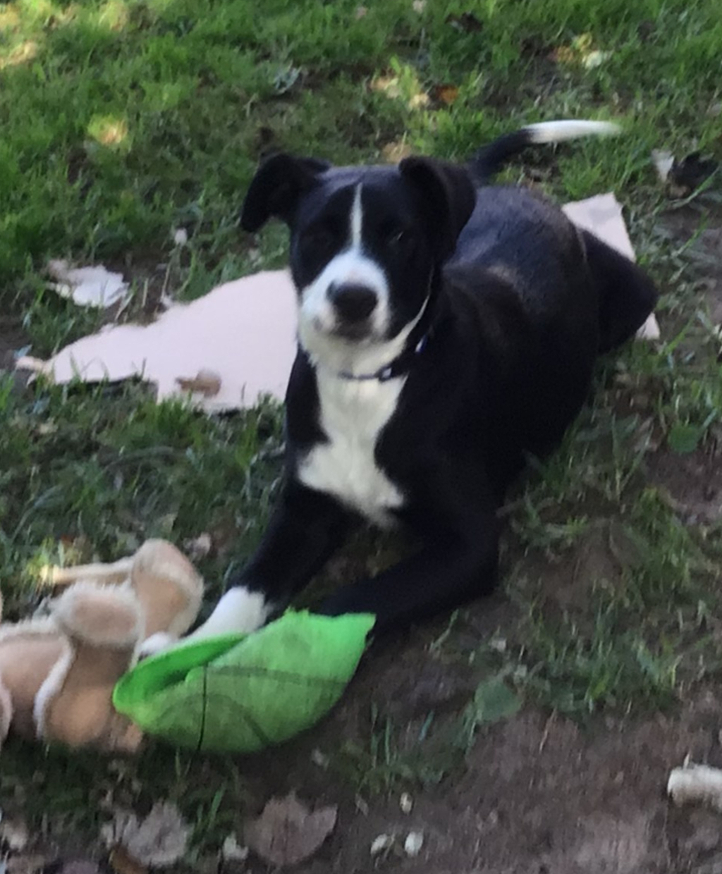 Tosca - Large Male Border Collie x Rhodesian Ridgeback Mix Dog in NSW ...