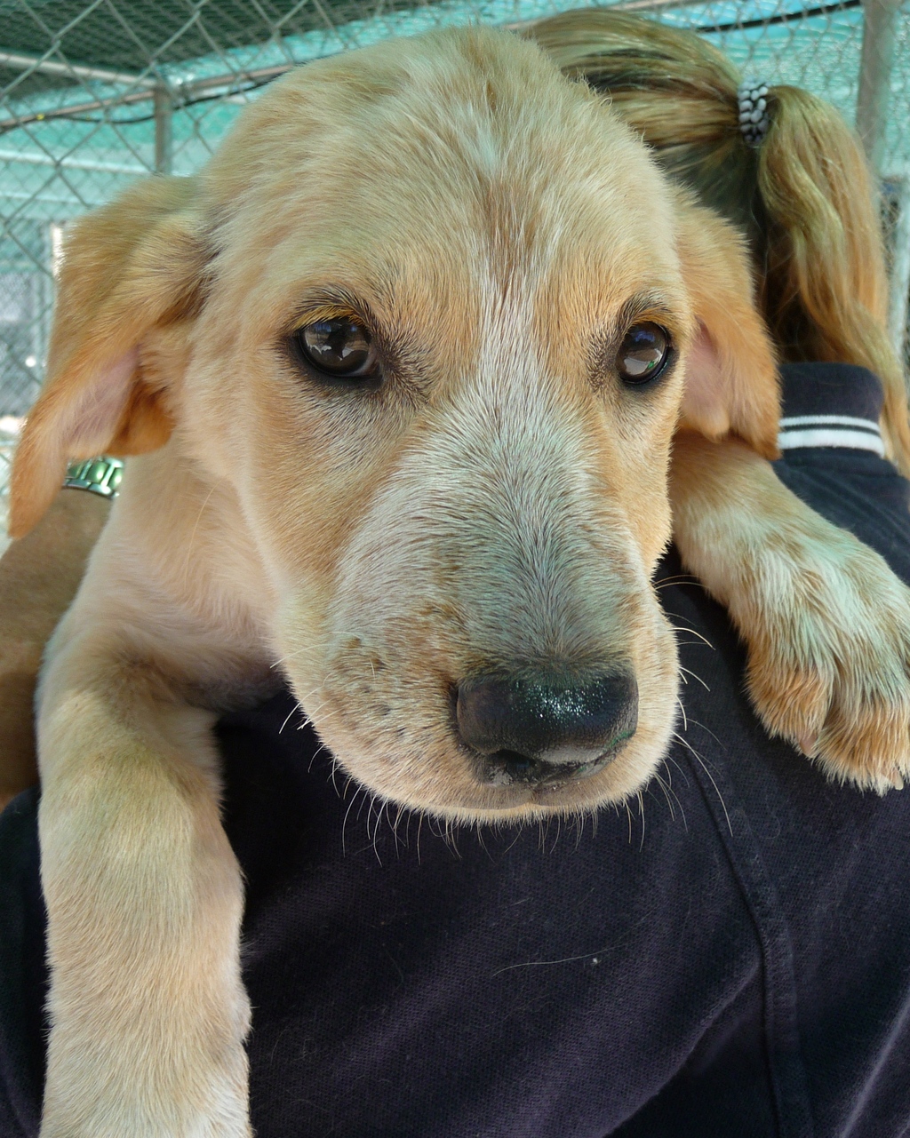 Eshy - Large Female Golden Retriever x Mastiff Mix Dog in WA - PetRescue