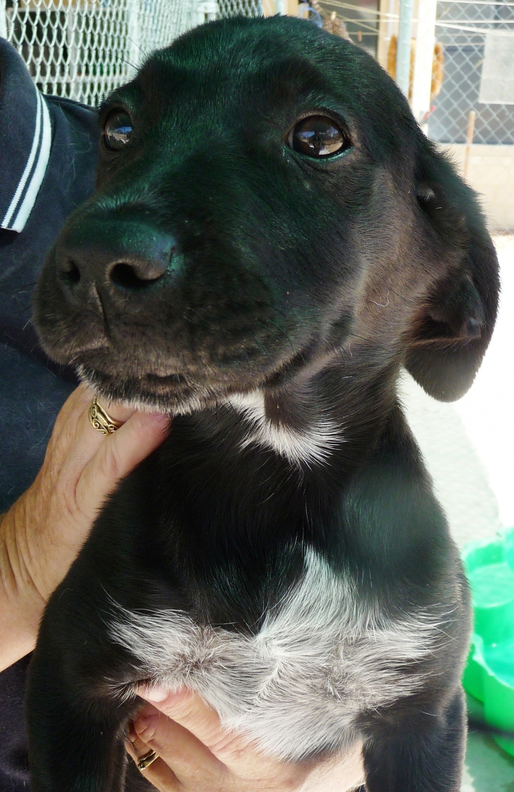 Marci - Large Female Golden Retriever x Mastiff Mix Dog in WA - PetRescue