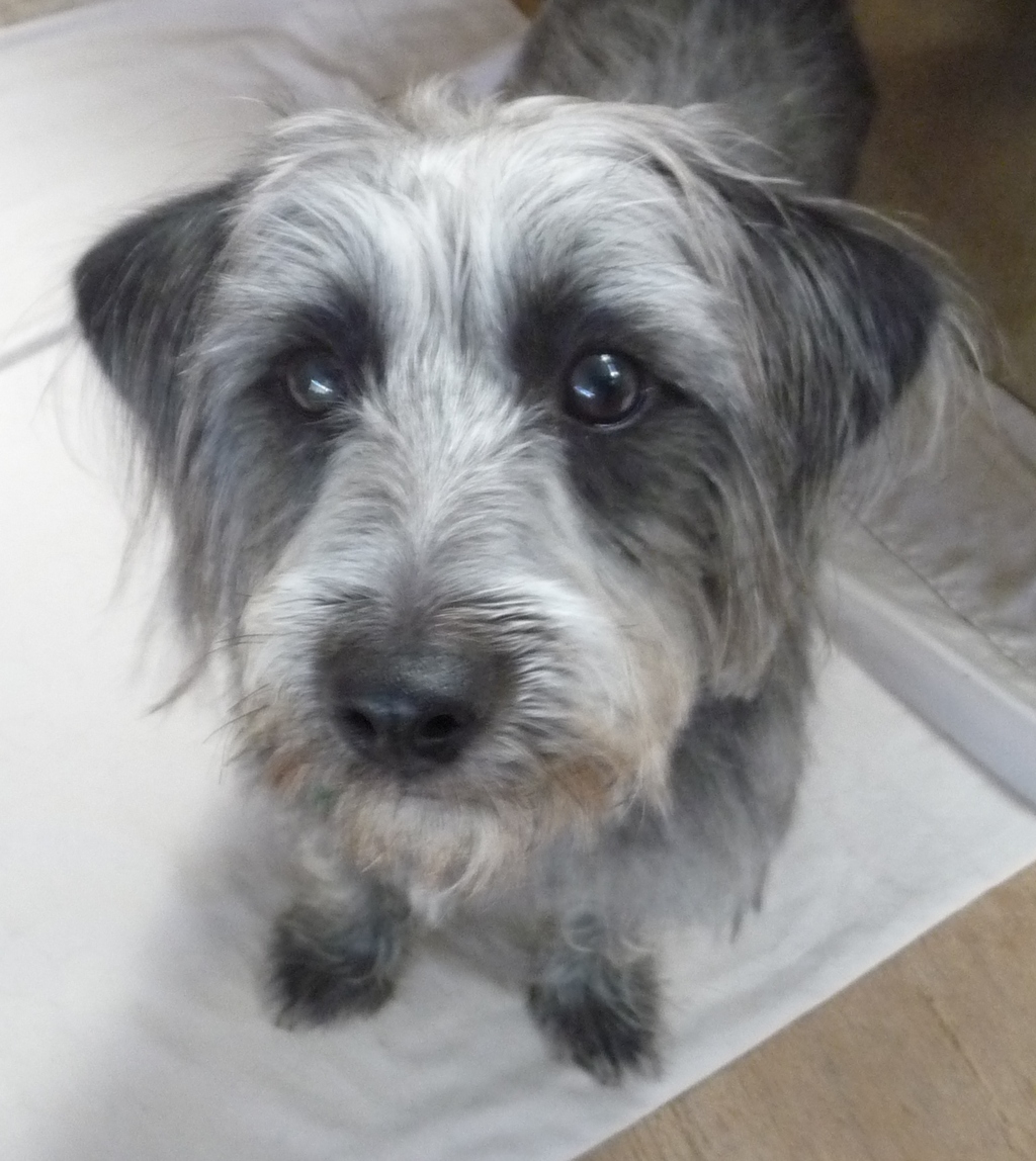 Harry - Small Male Poodle x Jack Russell Mix Dog in WA - PetRescue