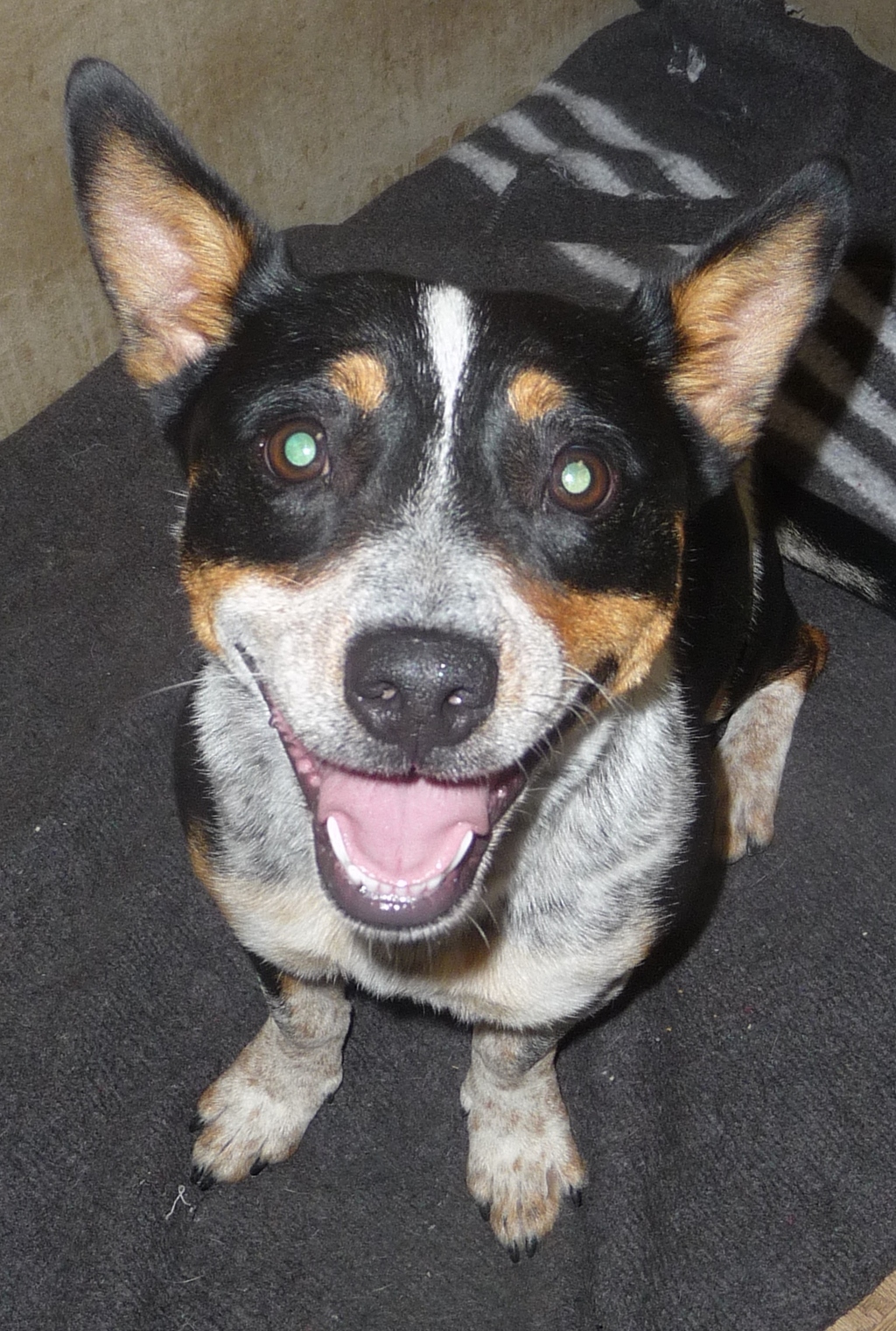 Bailey - Medium Male Heeler x Corgi, Cardigan Welsh Mix Dog in WA ...