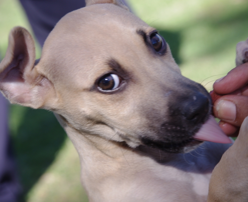 Bella - Large Female Kelpie x Labrador Mix Dog in WA - PetRescue