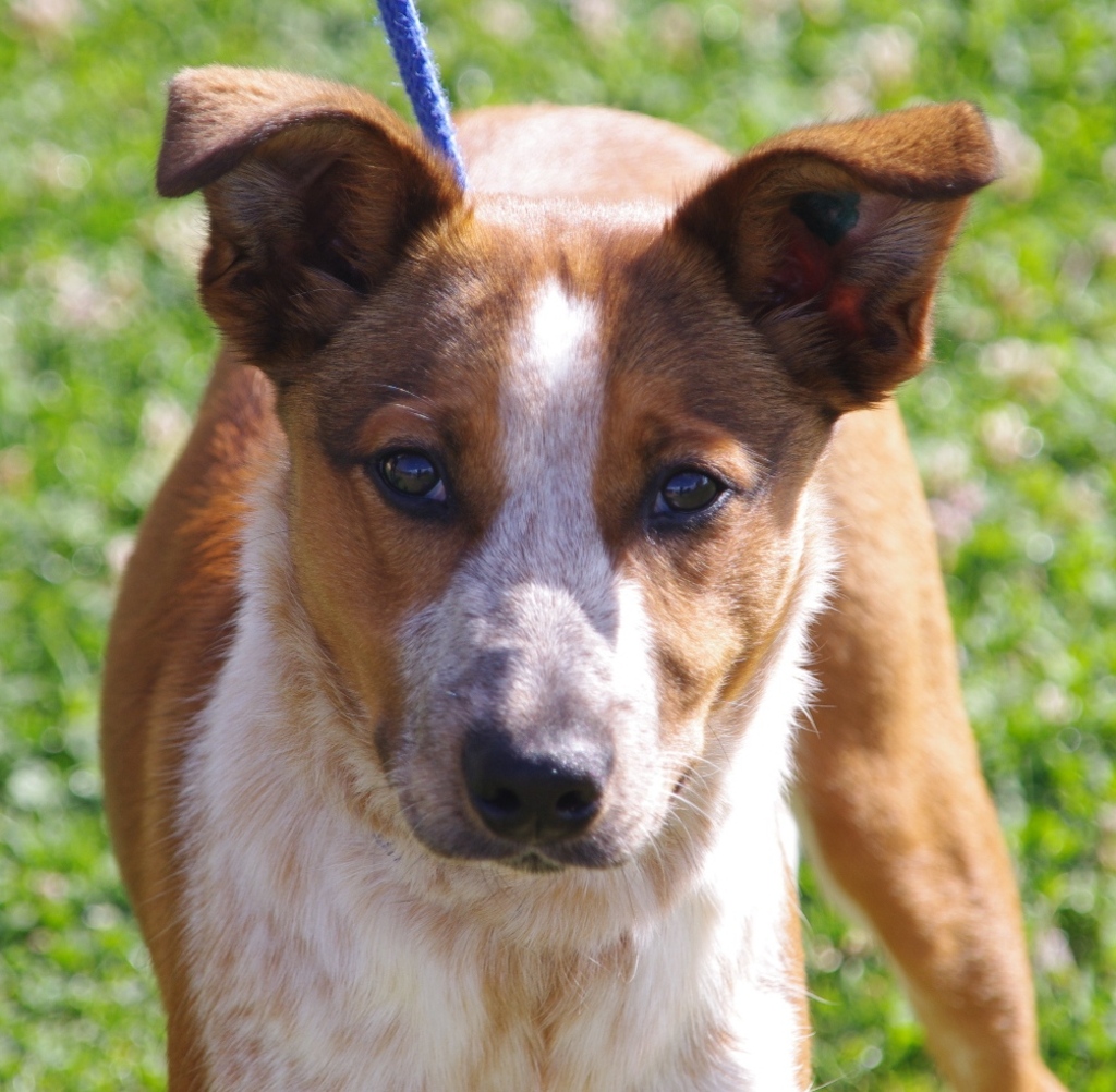 Deeno - Medium Male Red Heeler x Collie Mix Dog in WA - PetRescue